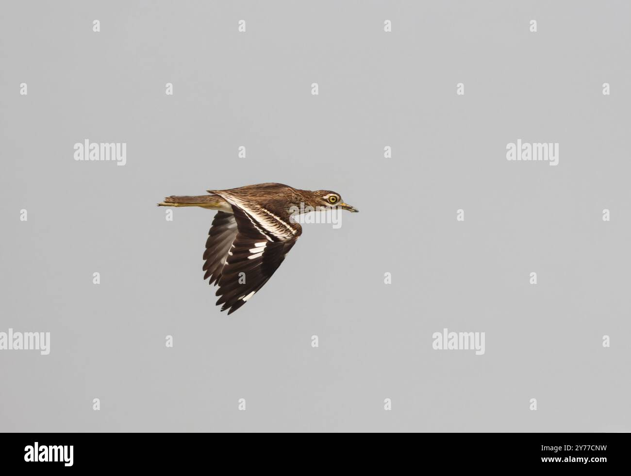 indian stone-curlew in flight.Indian stone-curlew or Indian thick-knee ...