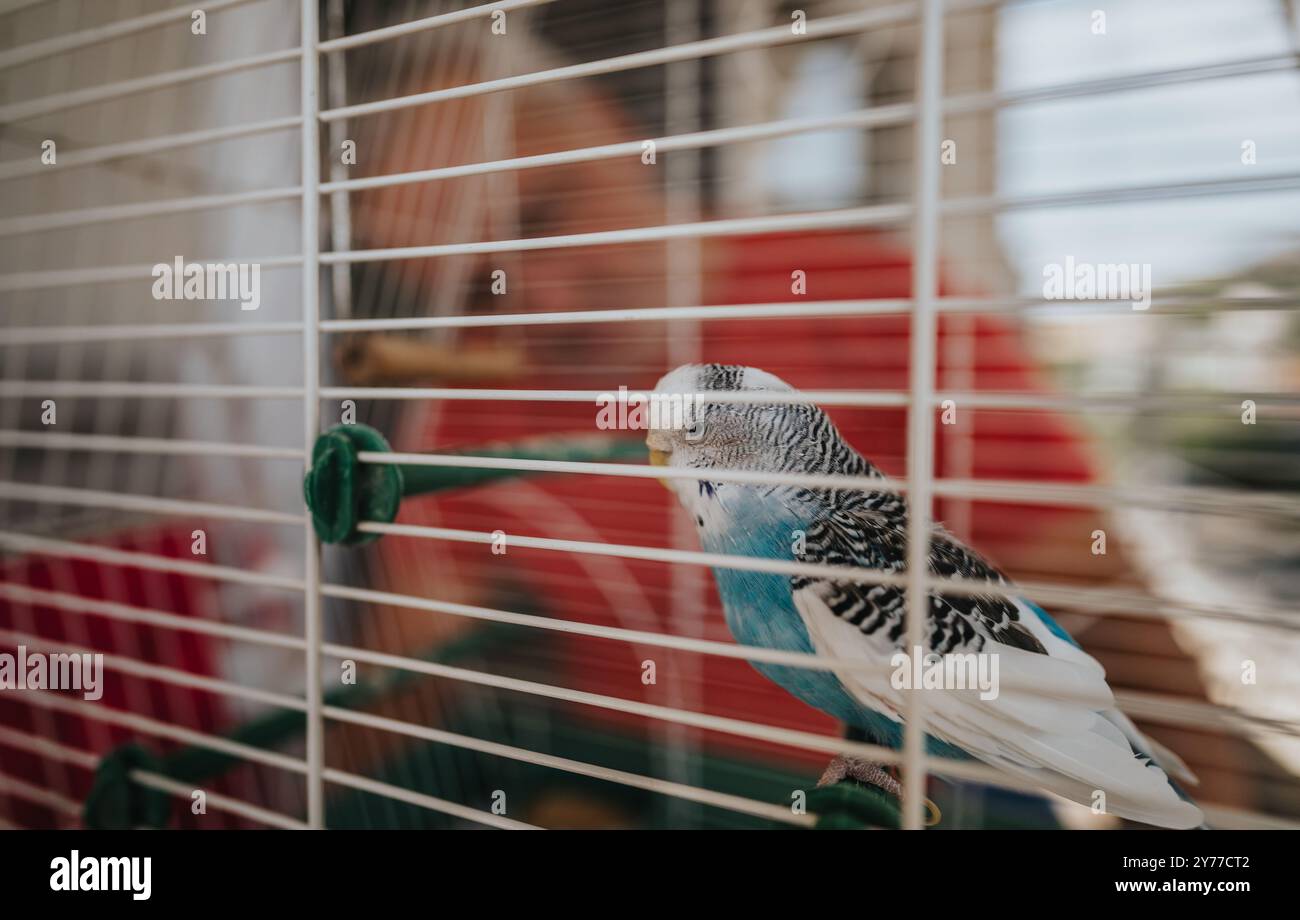 Blue parakeet perched inside a cage with blurred background Stock Photo ...
