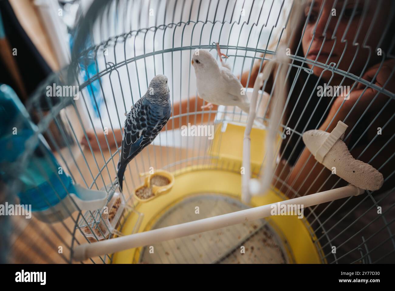 Colorful budgies in a cage with curious observer close by Stock Photo ...