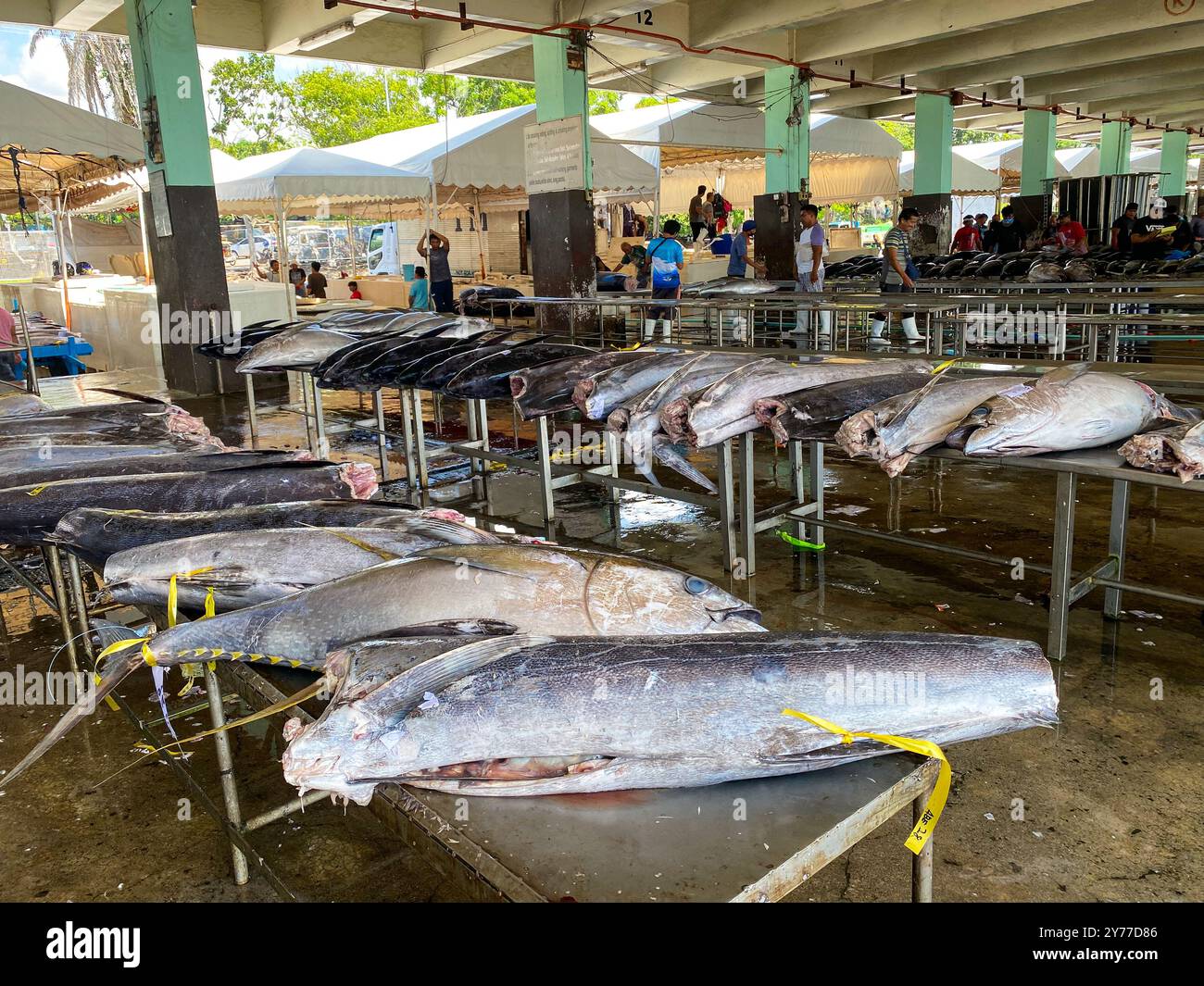 Big fishes on the tables in General Santos City Fish Port Complex ...