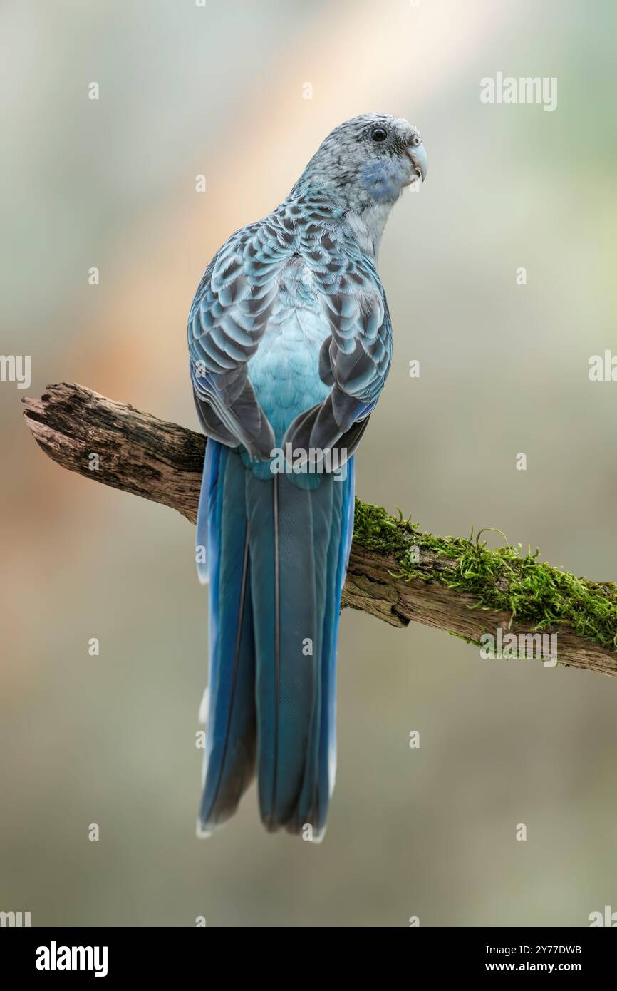 eastern rosella mutation blue, Platycercus eximius Stock Photo - Alamy