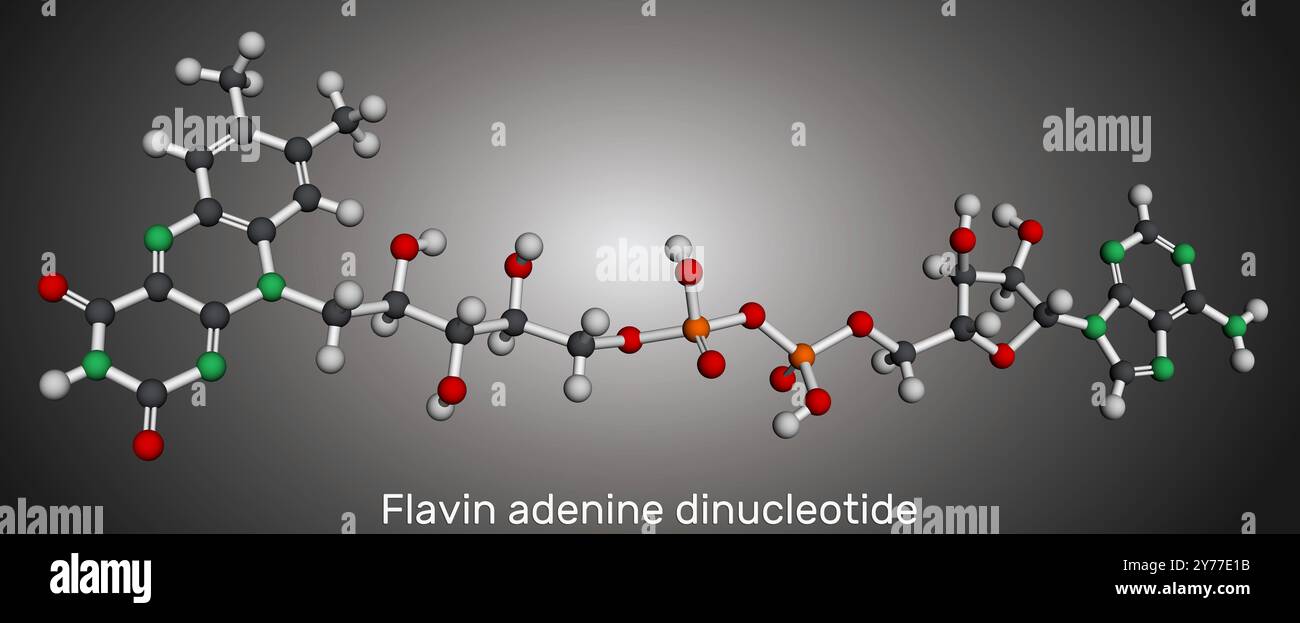 Flavin adenine dinucleotide, FAD molecule. Essential redox-active ...