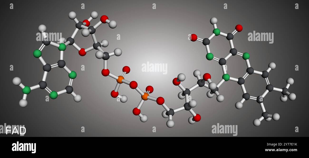 Flavin adenine dinucleotide, FAD molecule. Essential redox-active coenzyme involved in energy ...