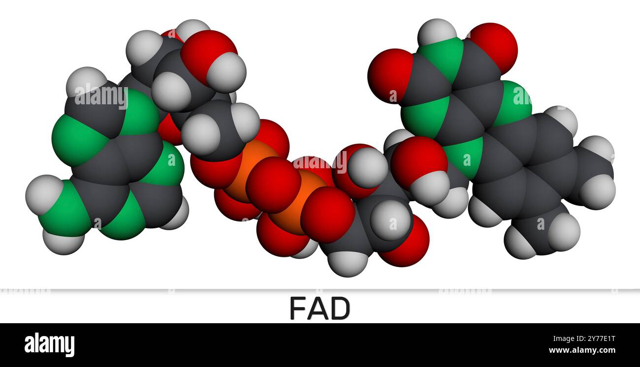 Flavin adenine dinucleotide, FAD molecule. Essential redox-active coenzyme involved in energy ...