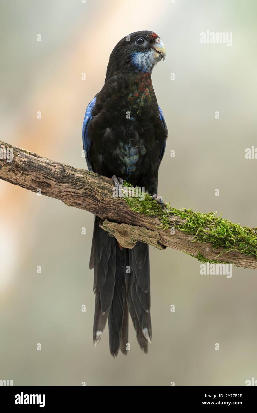 eastern rosella black mutation, Platycercus eximius Stock Photo - Alamy