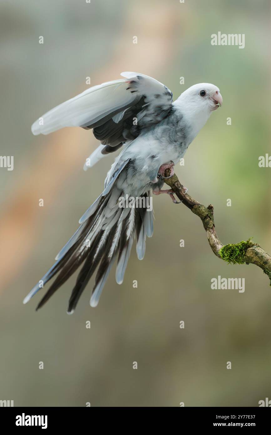 crimson rosella in pied blue mutation, Platycercus elegans Stock Photo ...
