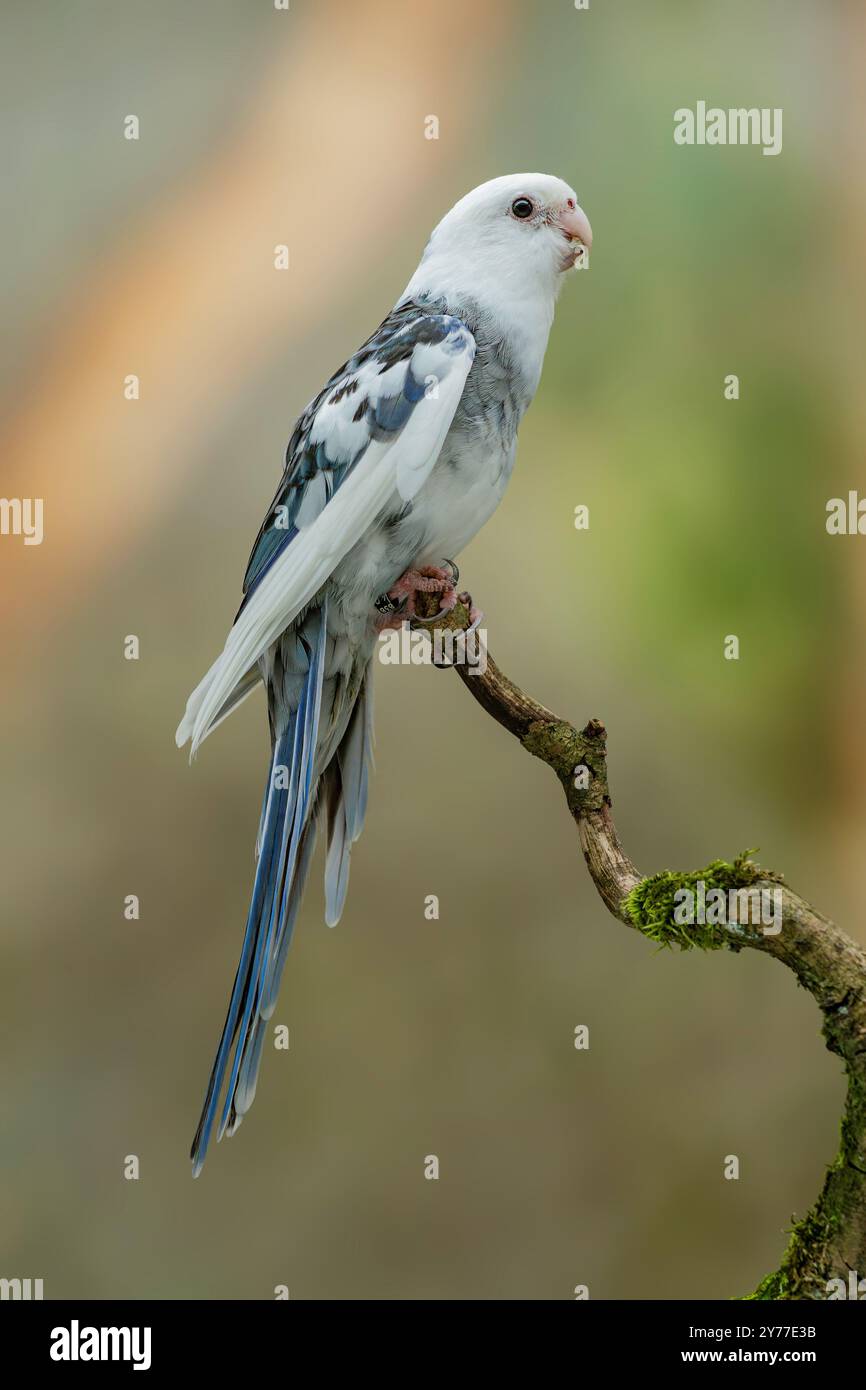 crimson rosella in pied blue mutation, Platycercus elegans Stock Photo ...
