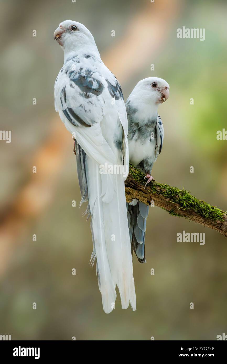 crimson rosella in pied blue mutation, Platycercus elegans Stock Photo ...