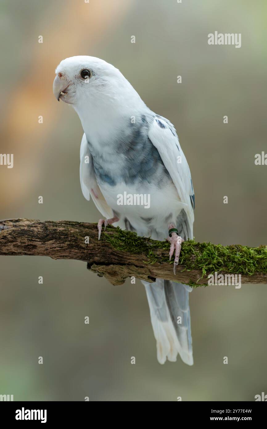 crimson rosella in pied blue mutation, Platycercus elegans Stock Photo ...
