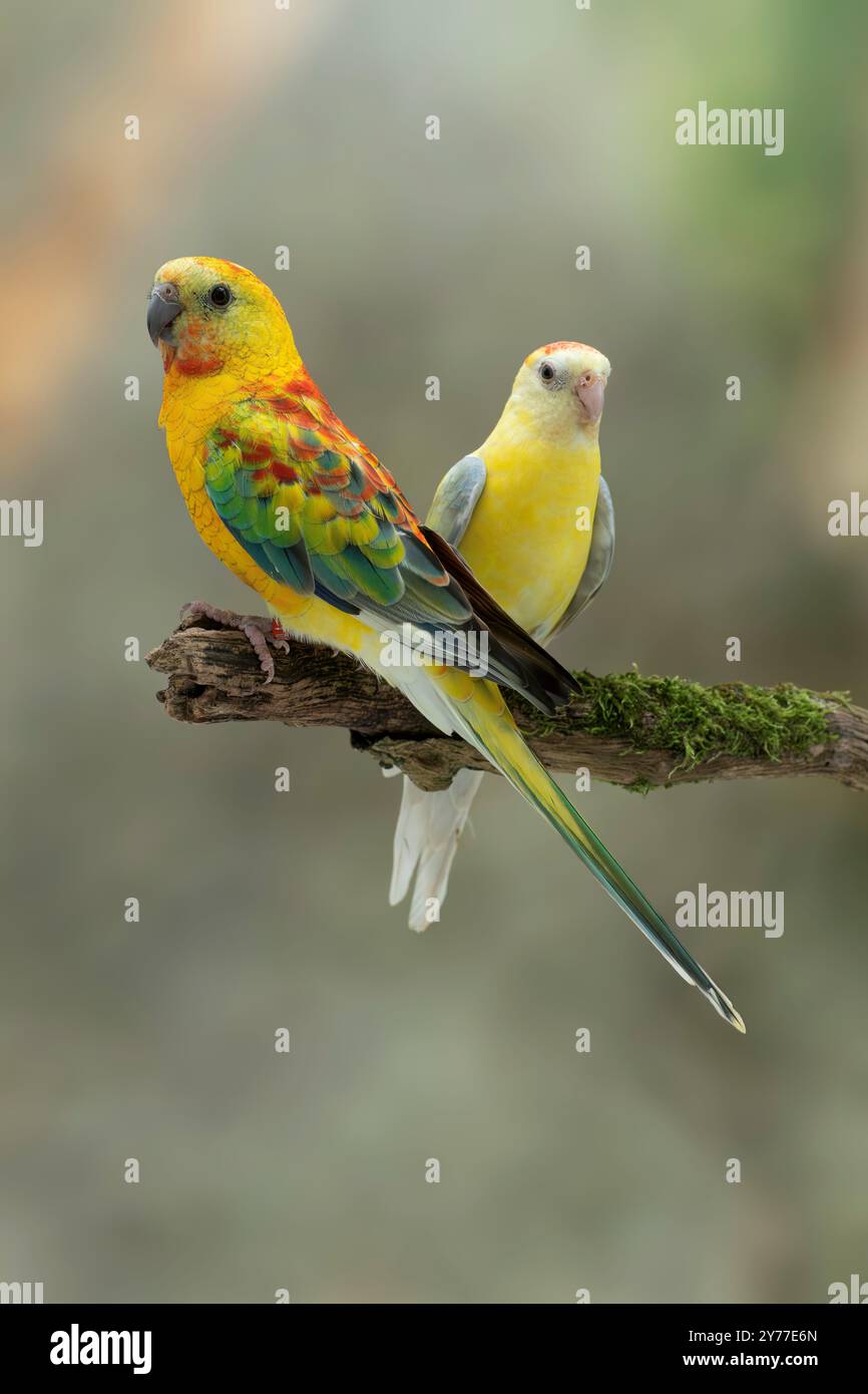 red-rumped parrot male in opaline mutation female in opalineccinnamon ...