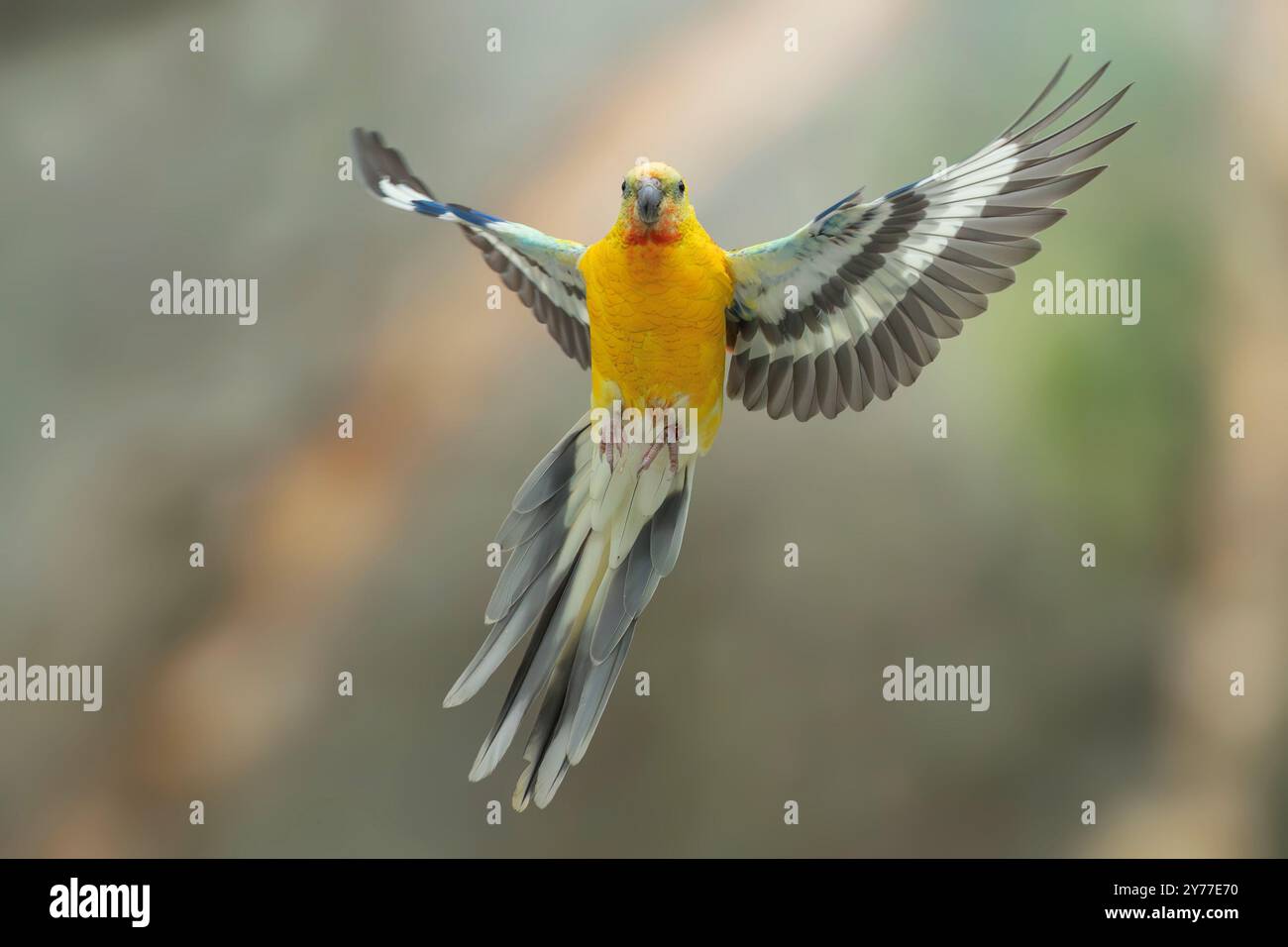 red-rumped parrot male in opaline mutation, Psephotus haematonotus ...
