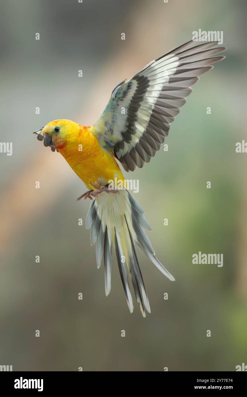 red-rumped parrot male in opaline mutation, Psephotus haematonotus ...