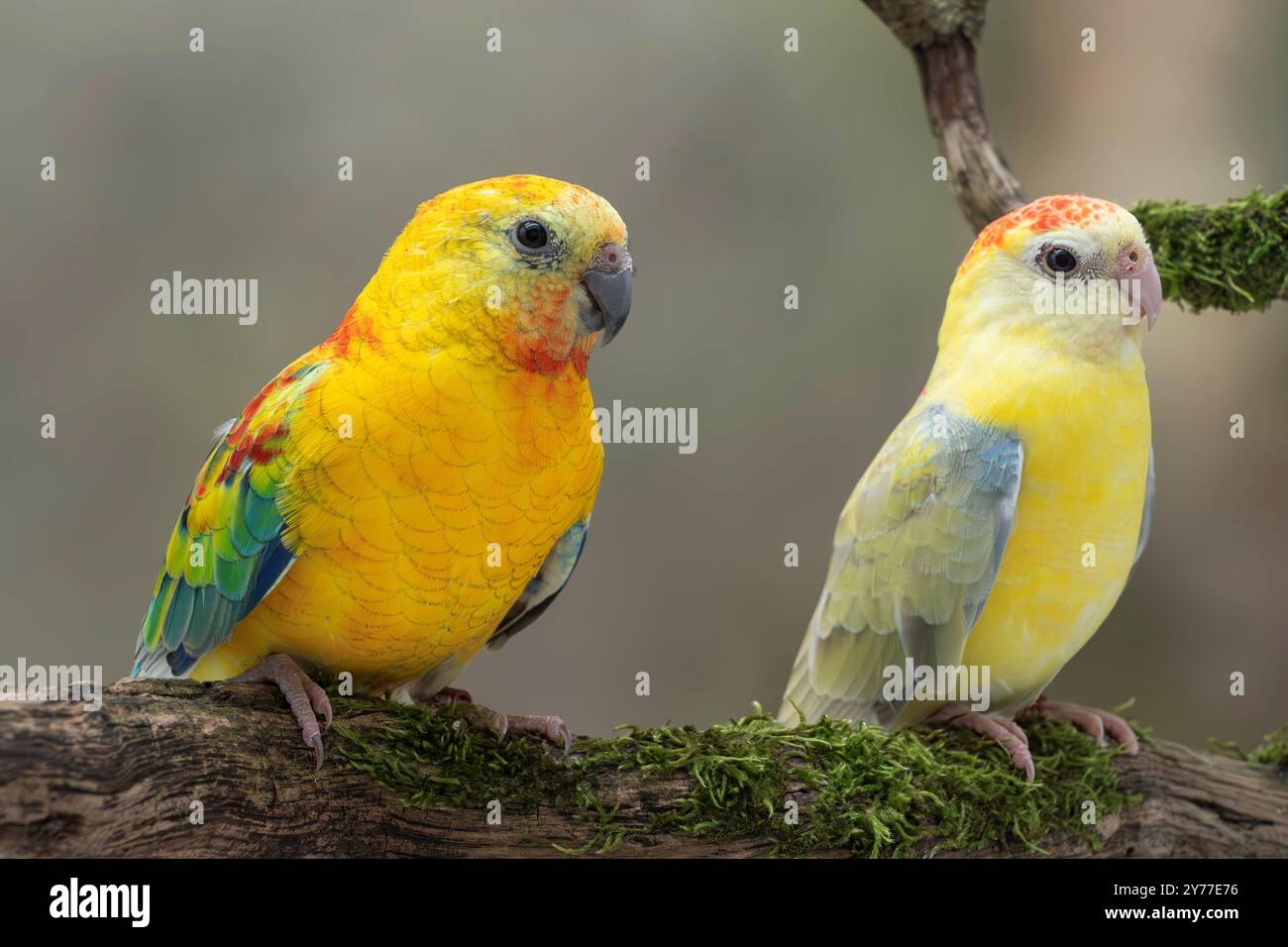 red-rumped parrot male in opaline mutation female in opalineccinnamon ...