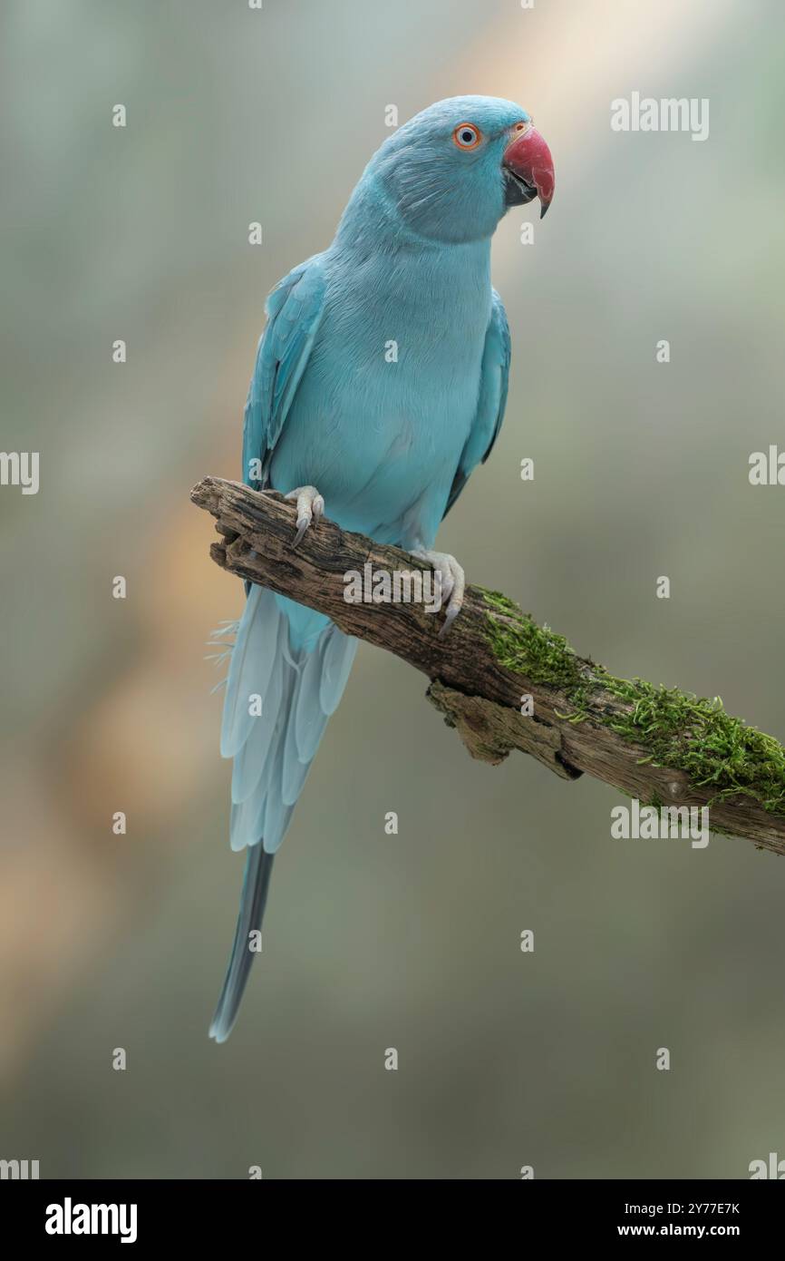 rose-ringed parakeet, ring-necked parakeet, mutation, male turqouise ...