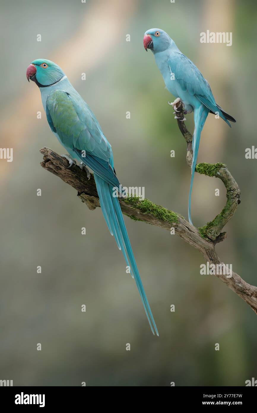 rose-ringed parakeet, ring-necked parakeet, mutation, male turqouise ...