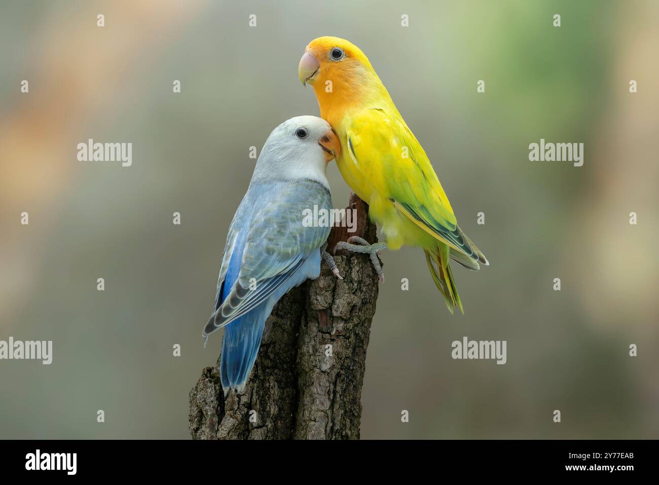 rosy-faced lovebird colour mutation, Agapornis roseicollis Stock Photo ...