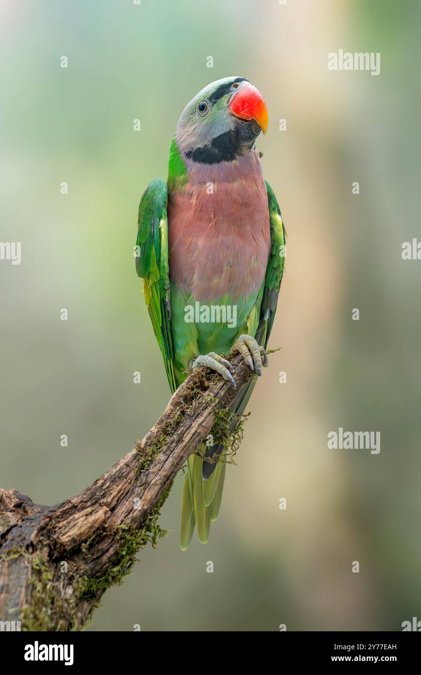 red-breasted parakeet the tail is not on full length yet, after the ...