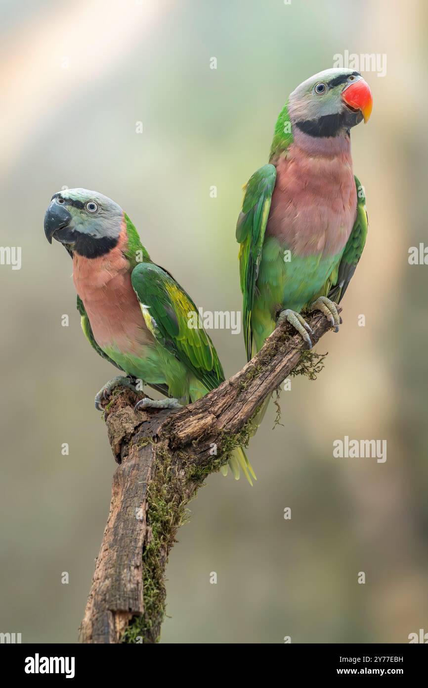 red-breasted parakeet the tail is not on full length yet, after the ...