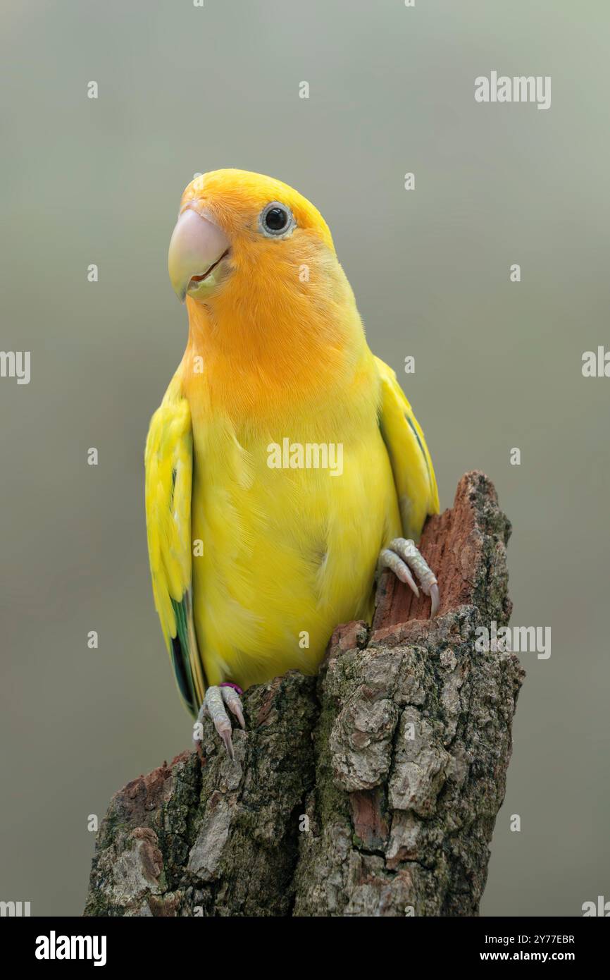 rosy-faced lovebird colour mutation, Agapornis roseicollis Stock Photo ...