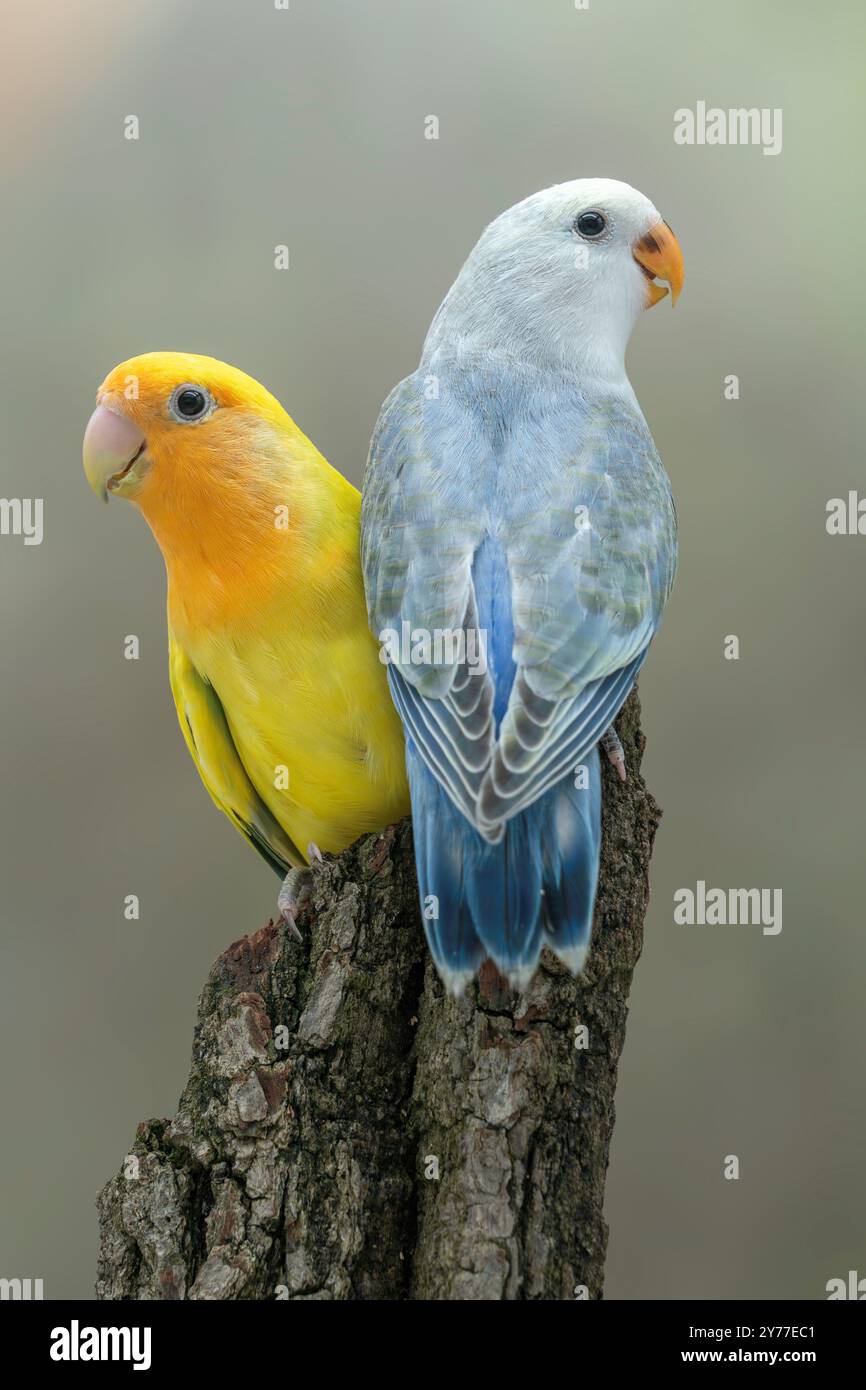 rosy-faced lovebird colour mutation, Agapornis roseicollis Stock Photo ...