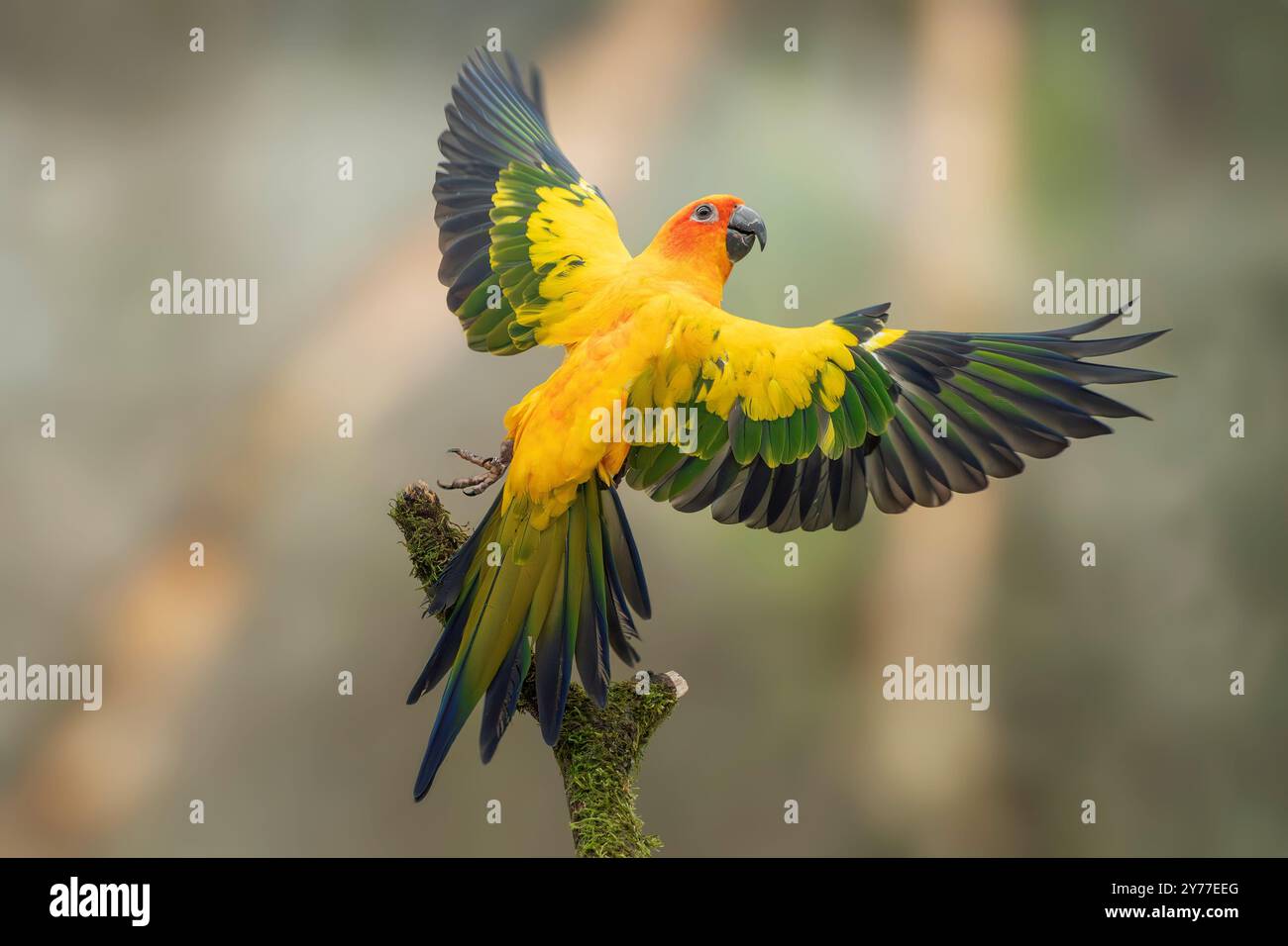Sun conure parrot aratinga hi-res stock photography and images - Alamy