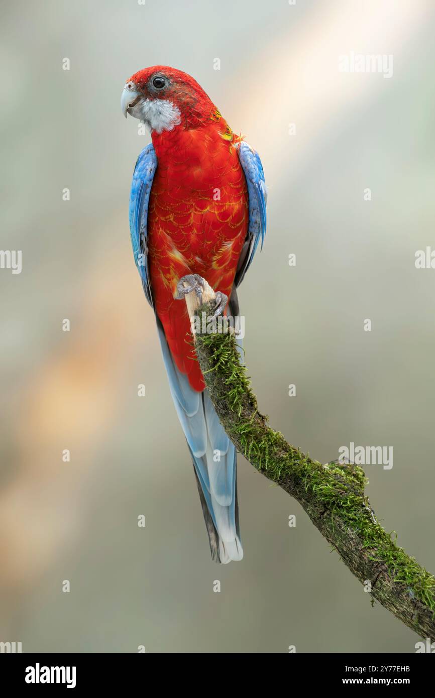 eastern rosella opaline mutation, Platycercus eximius Stock Photo - Alamy