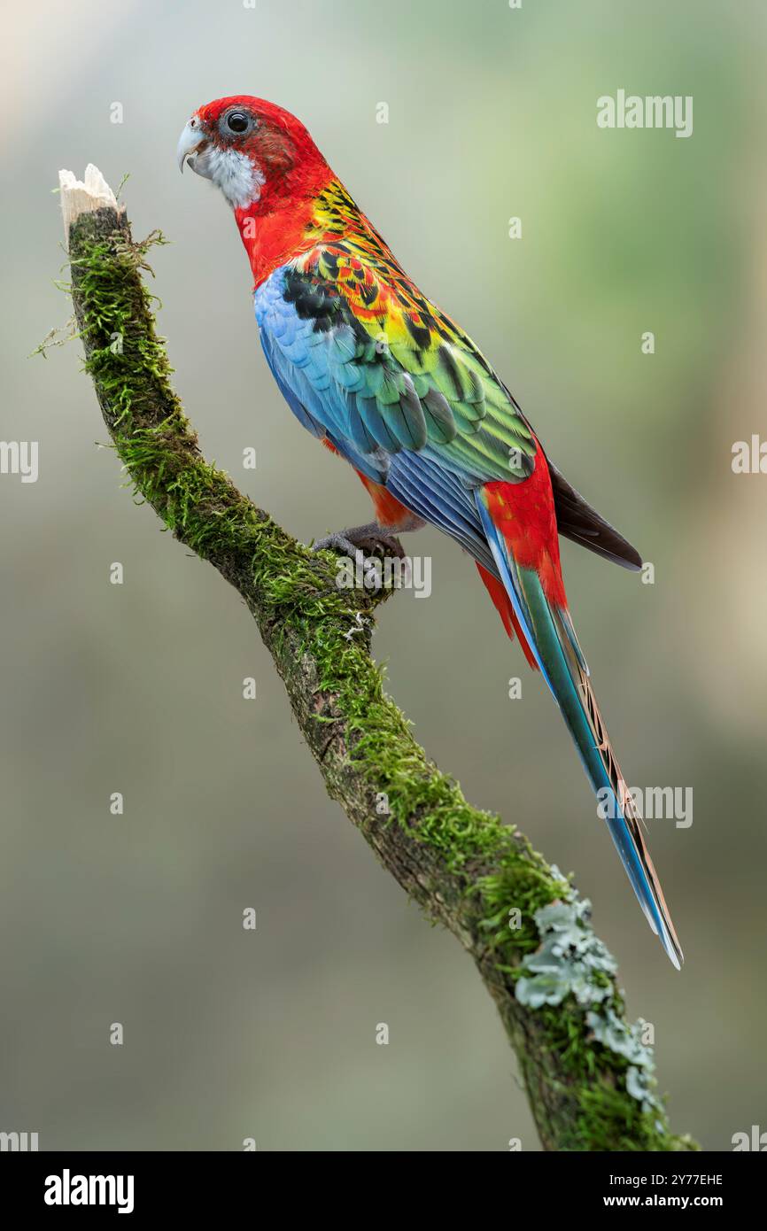 eastern rosella opaline mutation, Platycercus eximius Stock Photo - Alamy