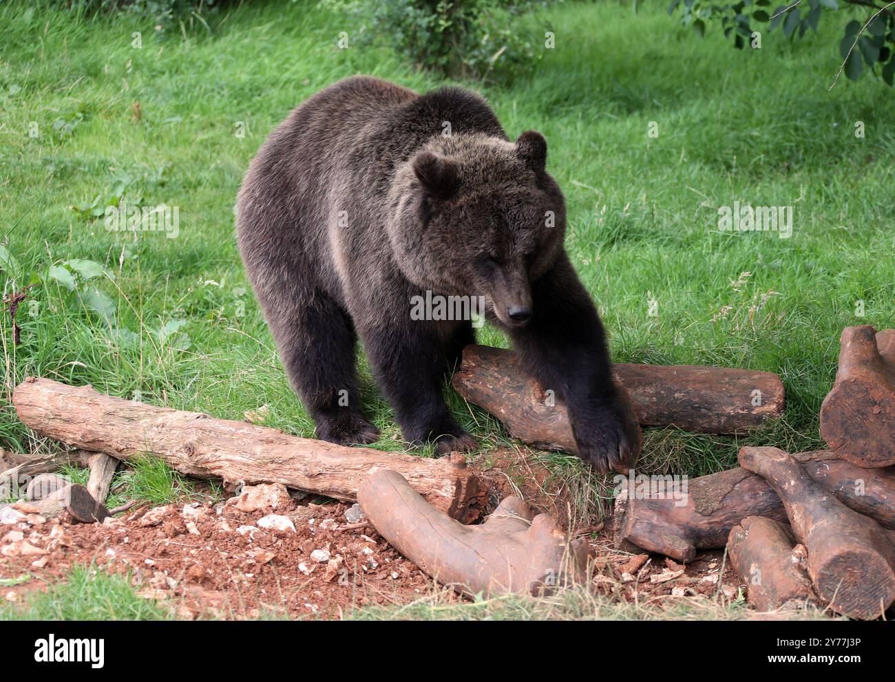 Eurasian Brown Bear, European Brown Bear or Common Brown Bear, Ursus ...