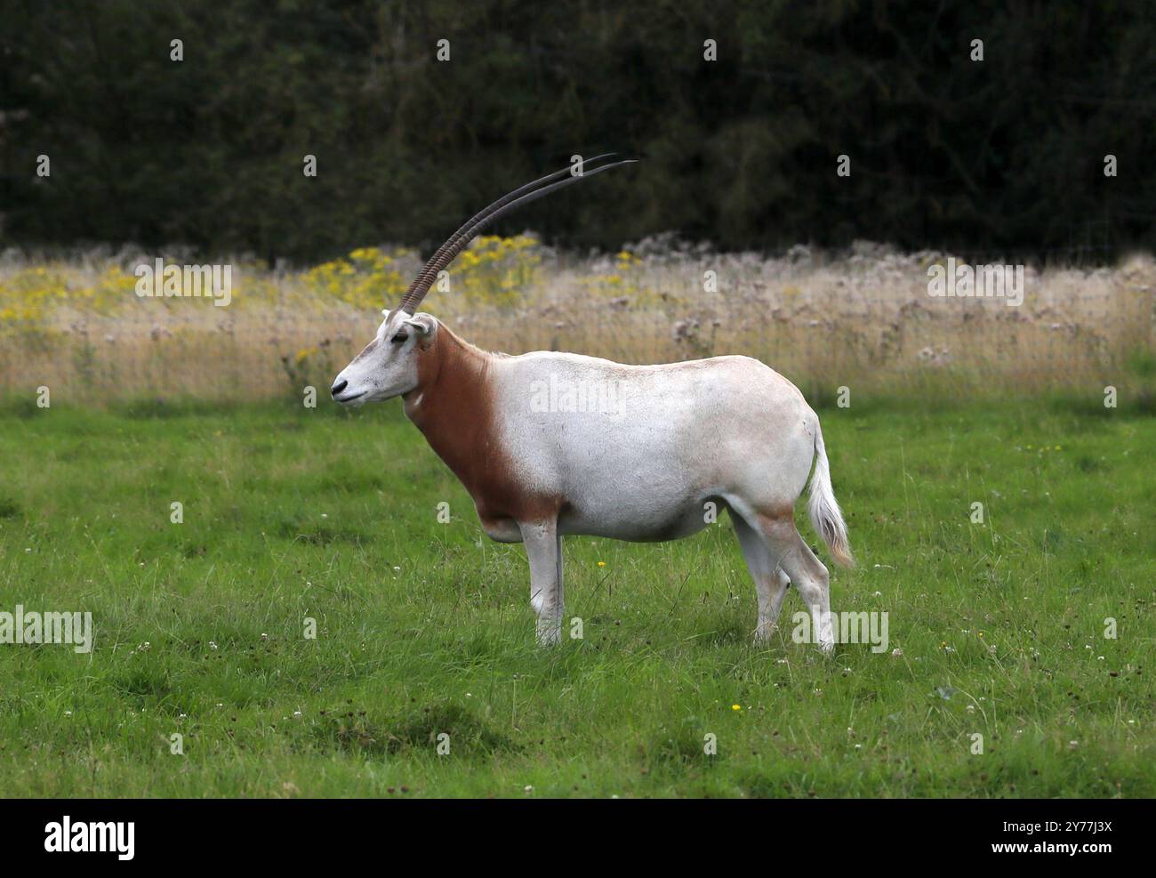 Scimitar oryx chad animal hi-res stock photography and images - Alamy
