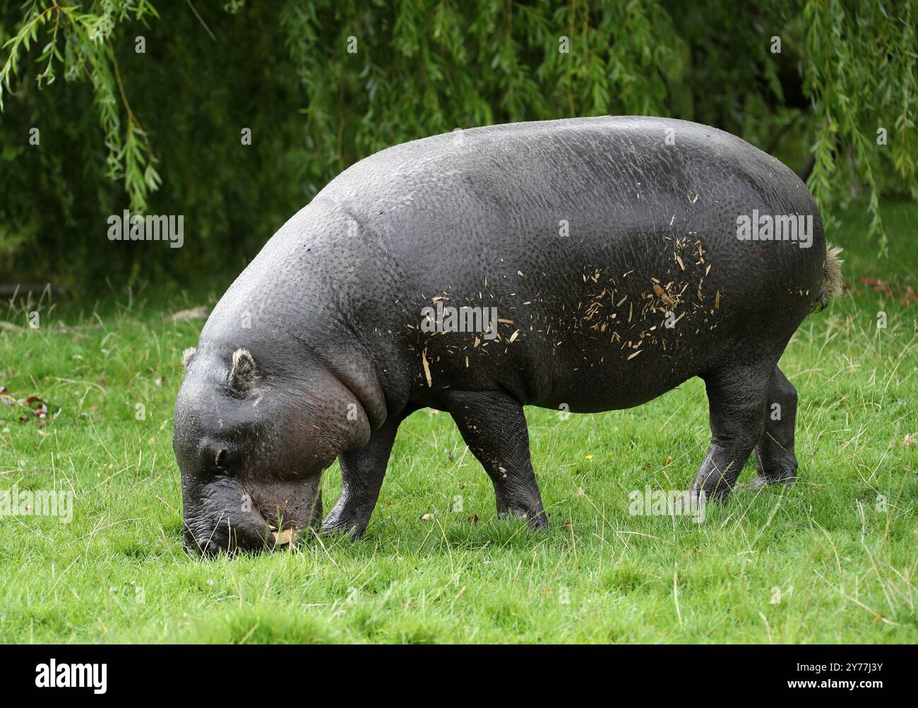 Pygmy hippo hi-res stock photography and images - Alamy