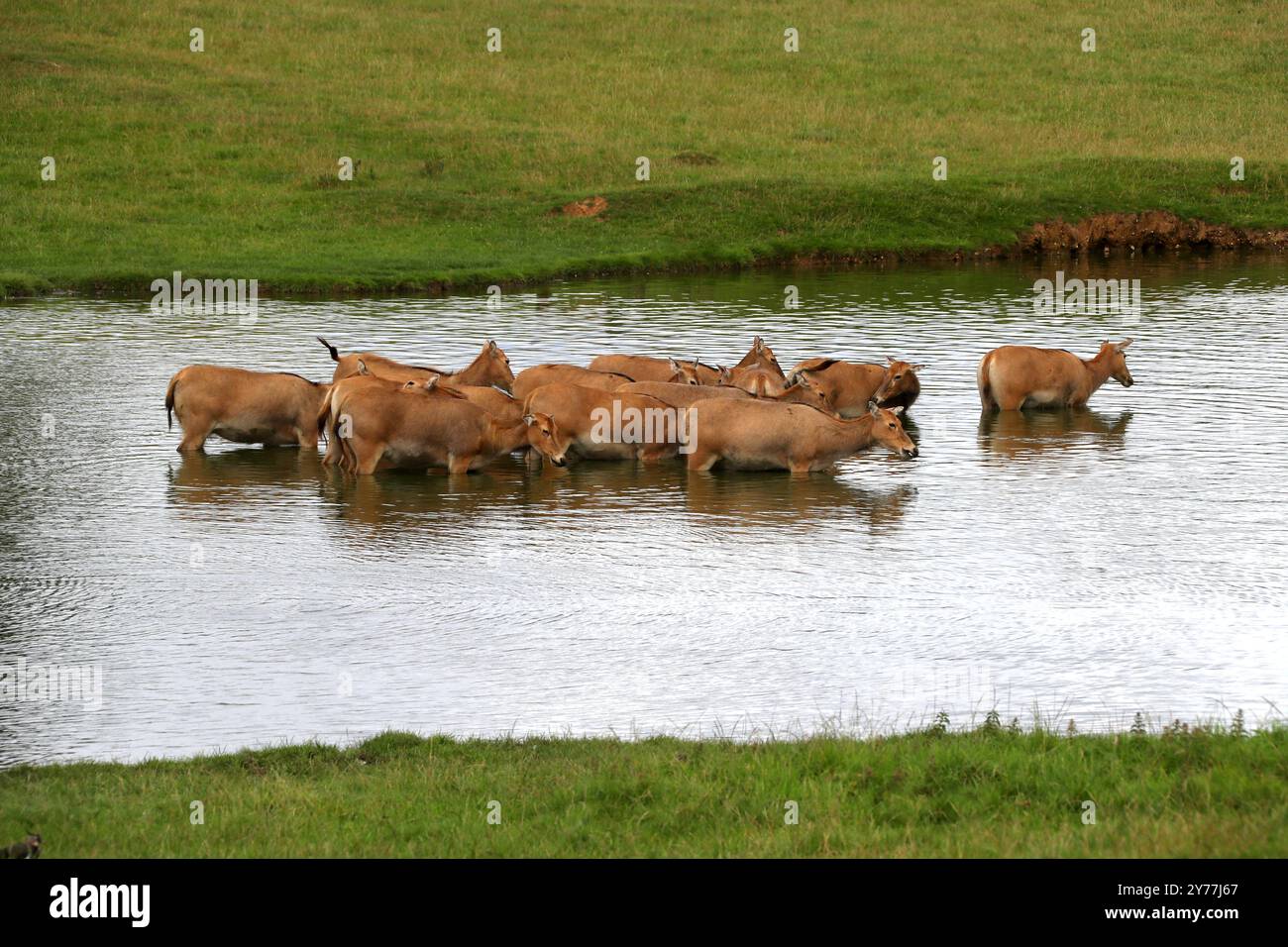 Female Père David's Deer, Elaphurus davidianus, Cervidae. China Stock ...