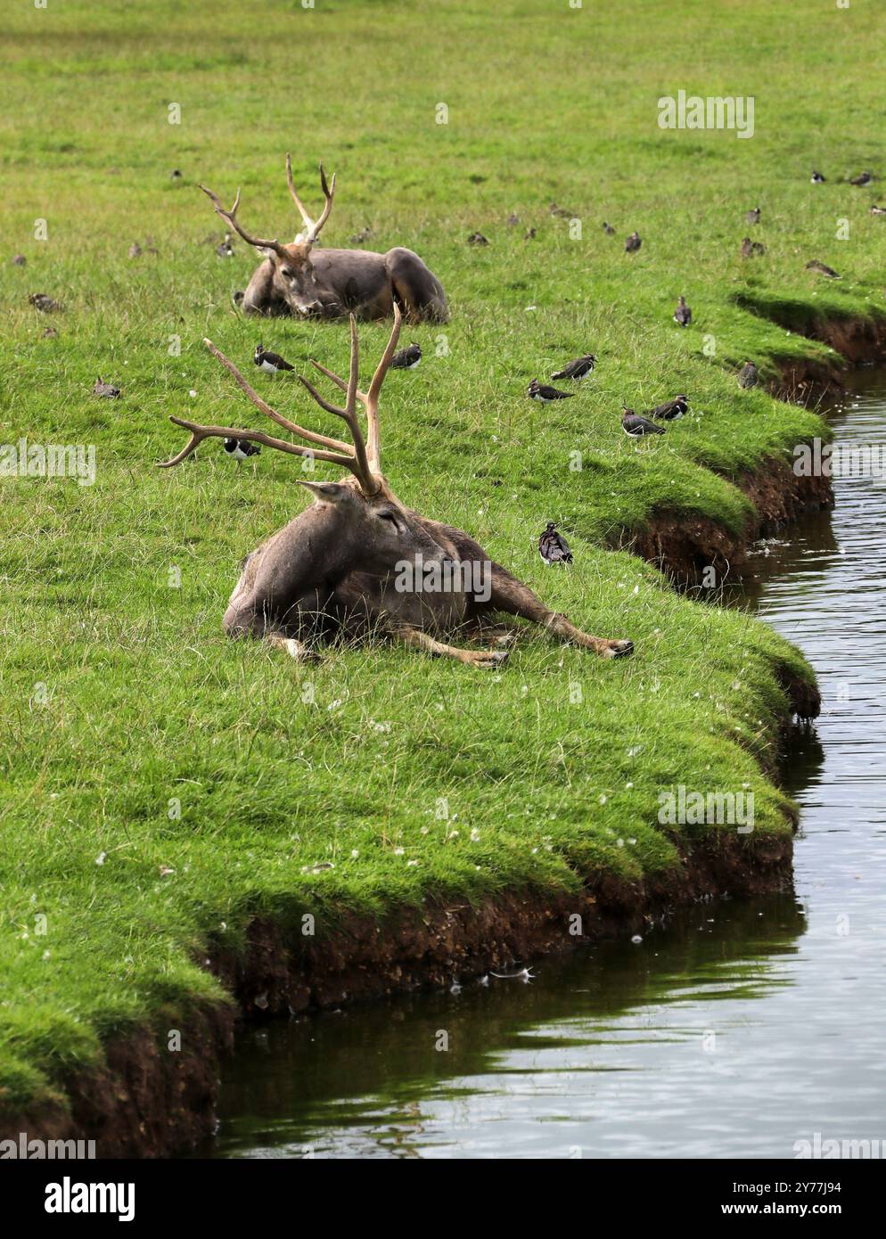 Père davids deer elaphurus hi-res stock photography and images - Alamy