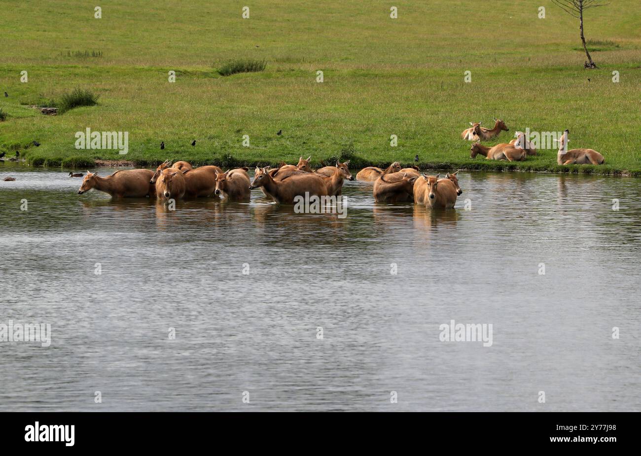 Female Père David's Deer, Elaphurus davidianus, Cervidae. China Stock ...