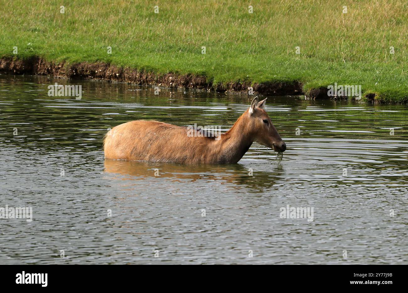 Female Père David's Deer, Elaphurus davidianus, Cervidae. China Stock ...