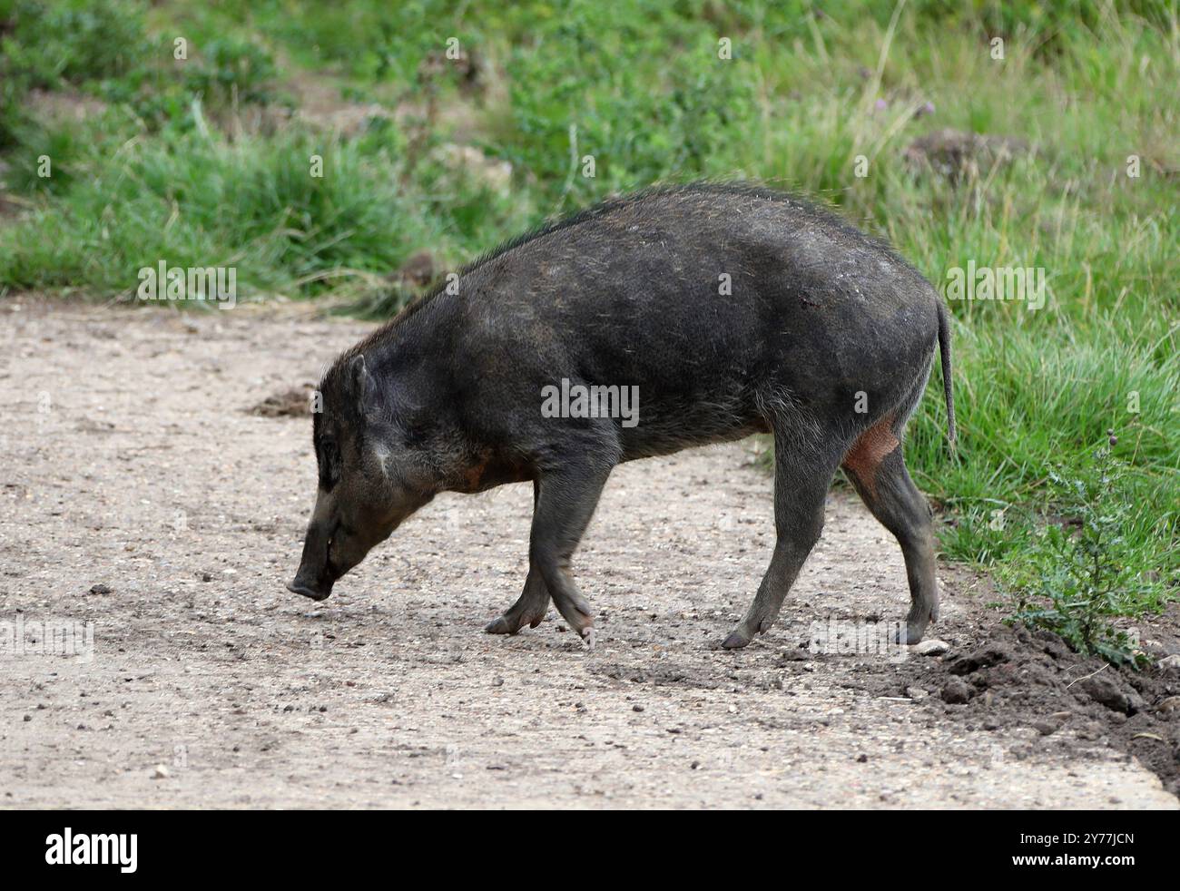 Visayan Warty Pig, Sus cebifrons, Suidae. Philippines. The Visayan ...