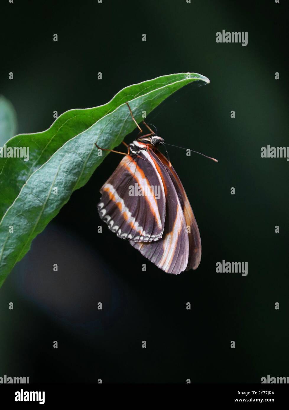Female Oak Tiger butterfly, Dryadula phaetusa, Nymphalidae. Also Known ...