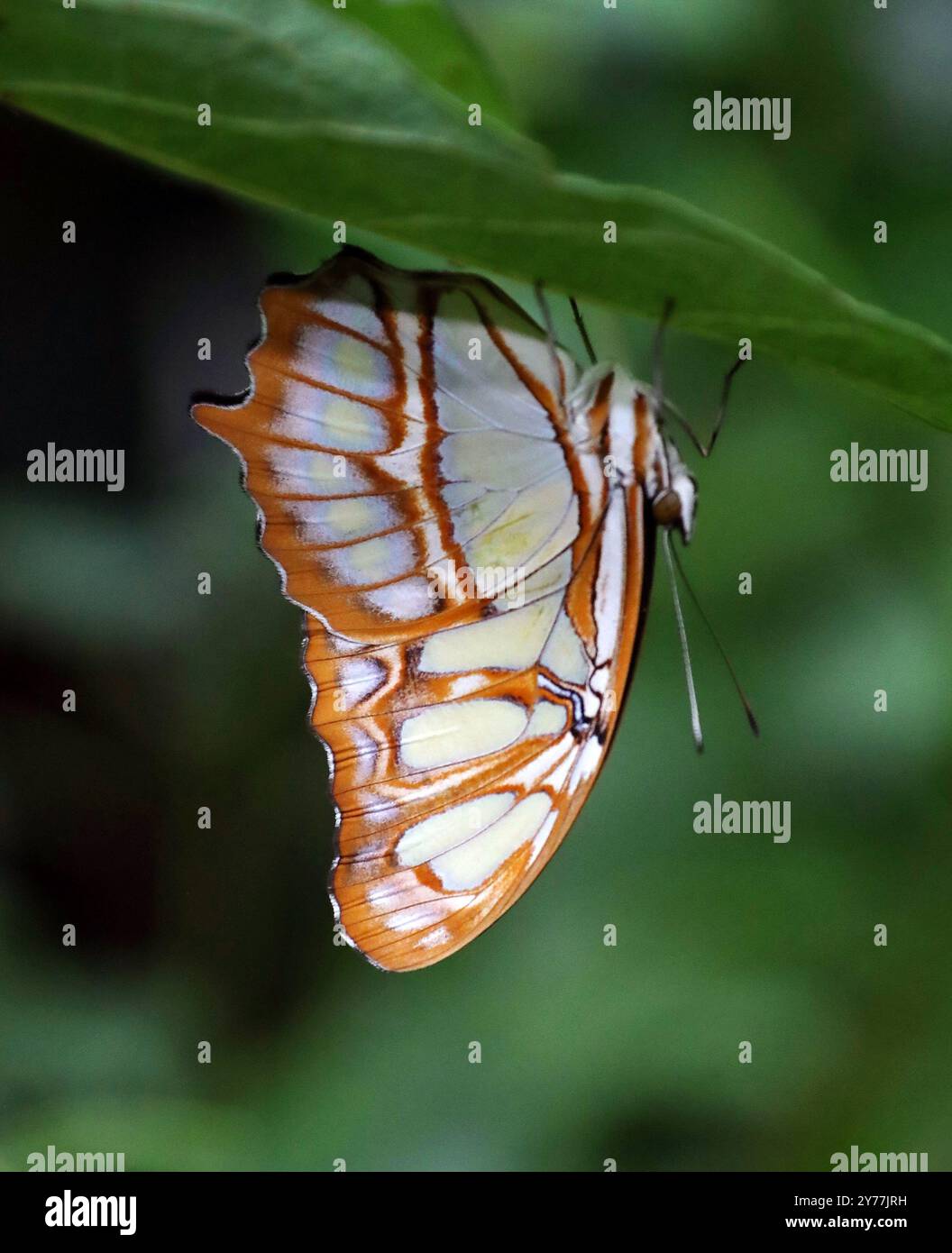 Americas most common butterfly hi-res stock photography and images - Alamy