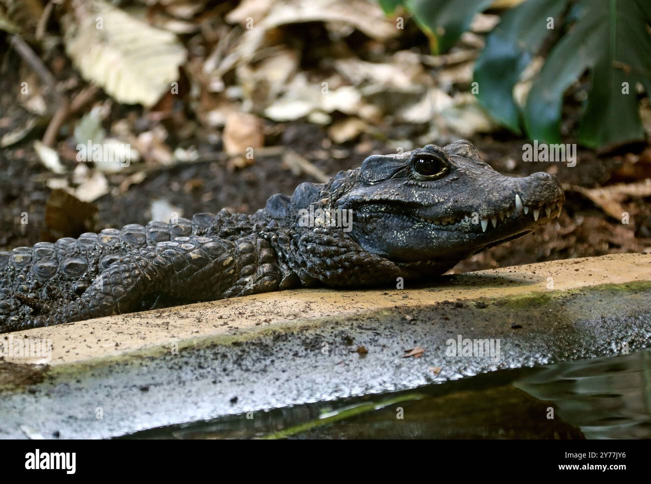 West African Dwarf Crocodile, African Dwarf Crocodile, Broad-snouted ...