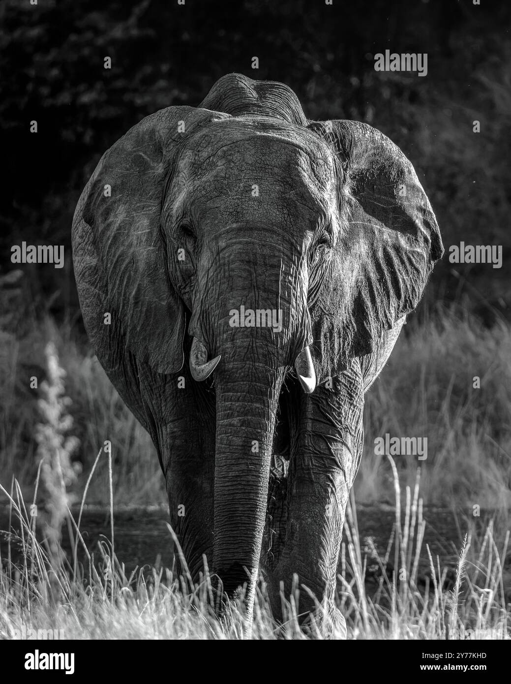 This is is an African Bush Elephant. There are two living elephant ...