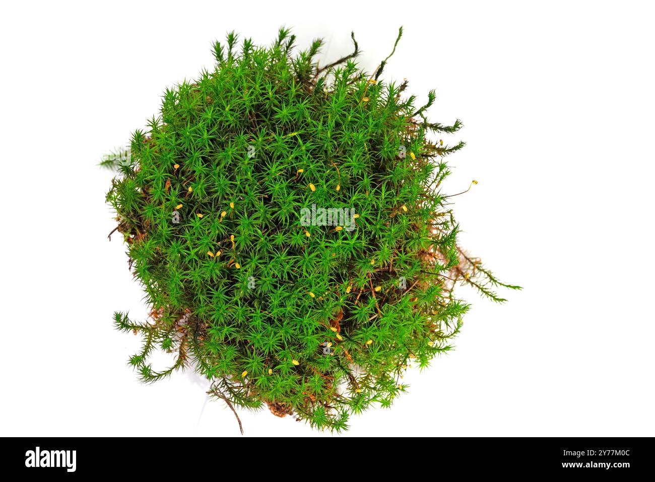Cushion of moss against a white background Stock Photo - Alamy
