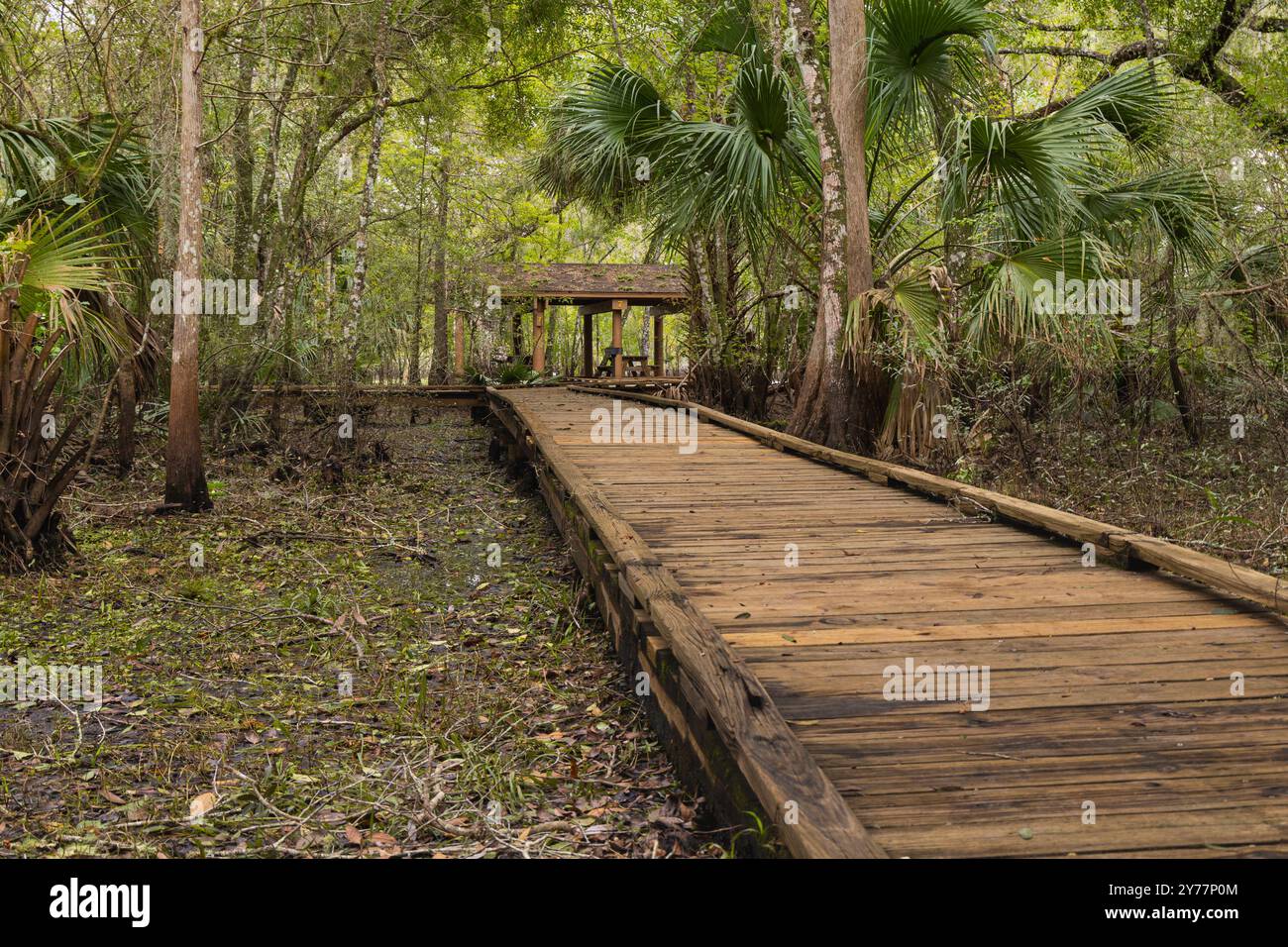 Lettuce Lake Conservation Park Hillsborough County Florida USA. The ...