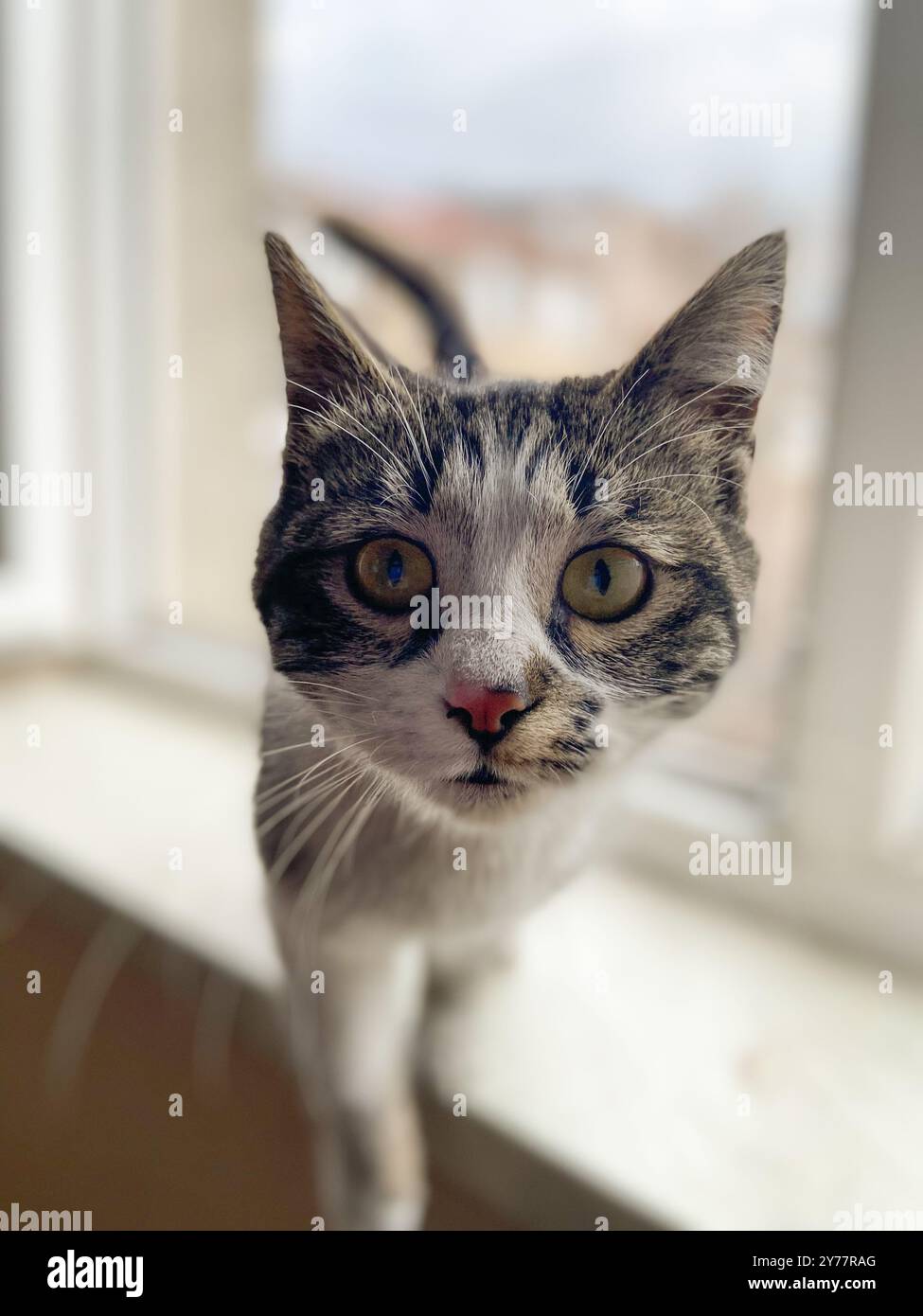 Curious cat stands on a windowsill. Soft light, expressive face and ...