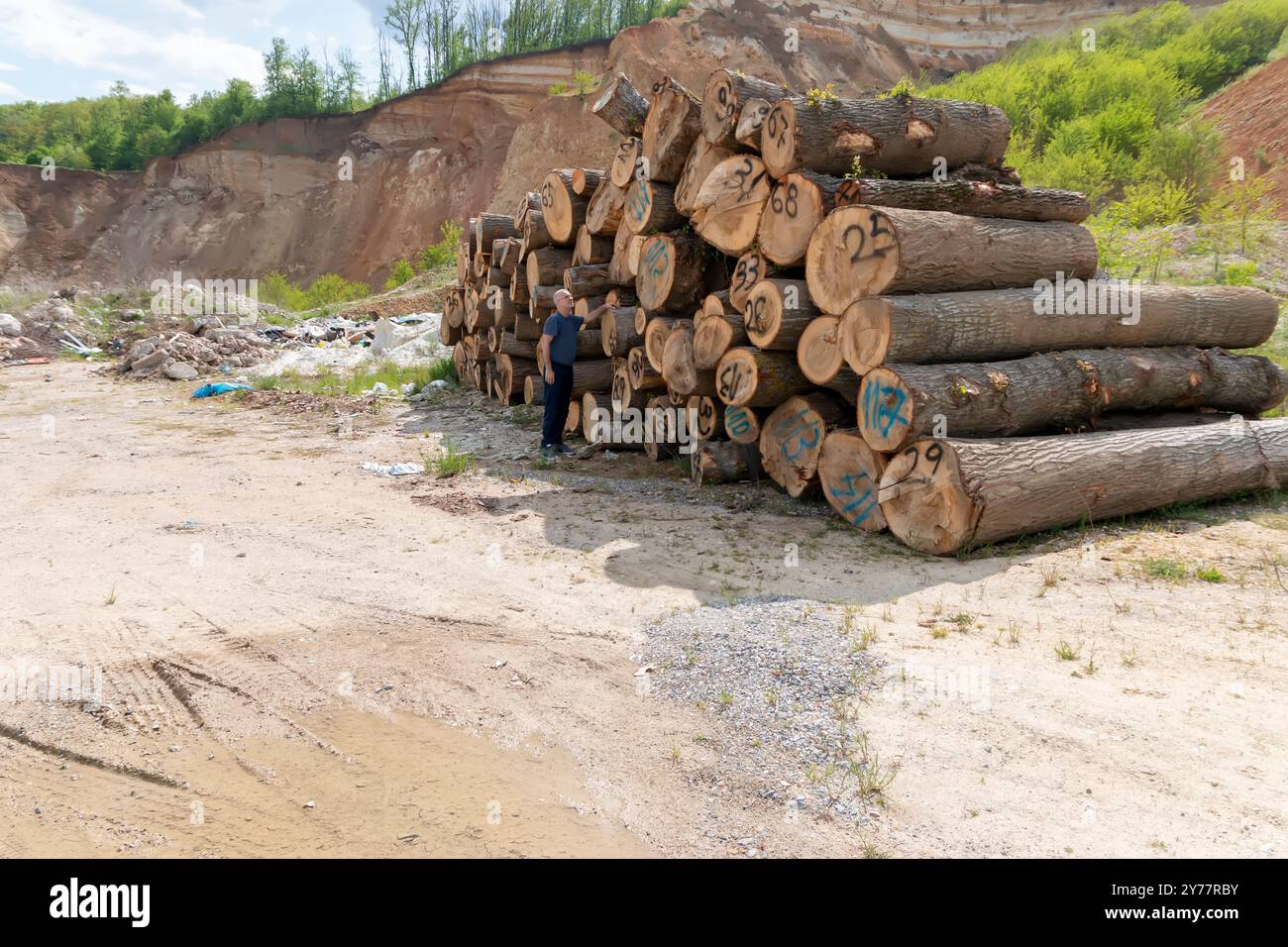 Stacks of cut wood. Deforestation forest and Illegal logging. Wood logs ...