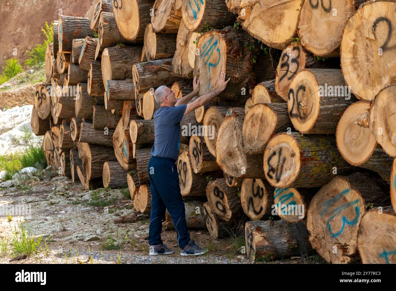 Stacks of cut wood. Deforestation forest and Illegal logging. Wood logs ...