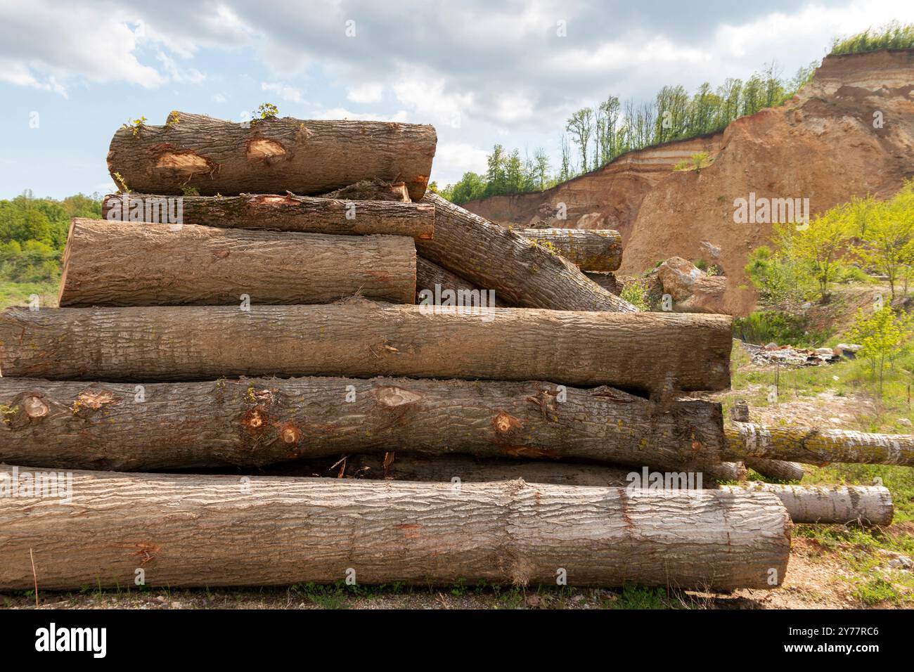 Stacks of cut wood. Deforestation forest and Illegal logging. Wood logs ...