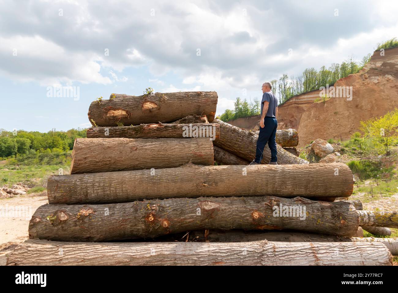 Stacks of cut wood. Deforestation forest and Illegal logging. Wood logs ...