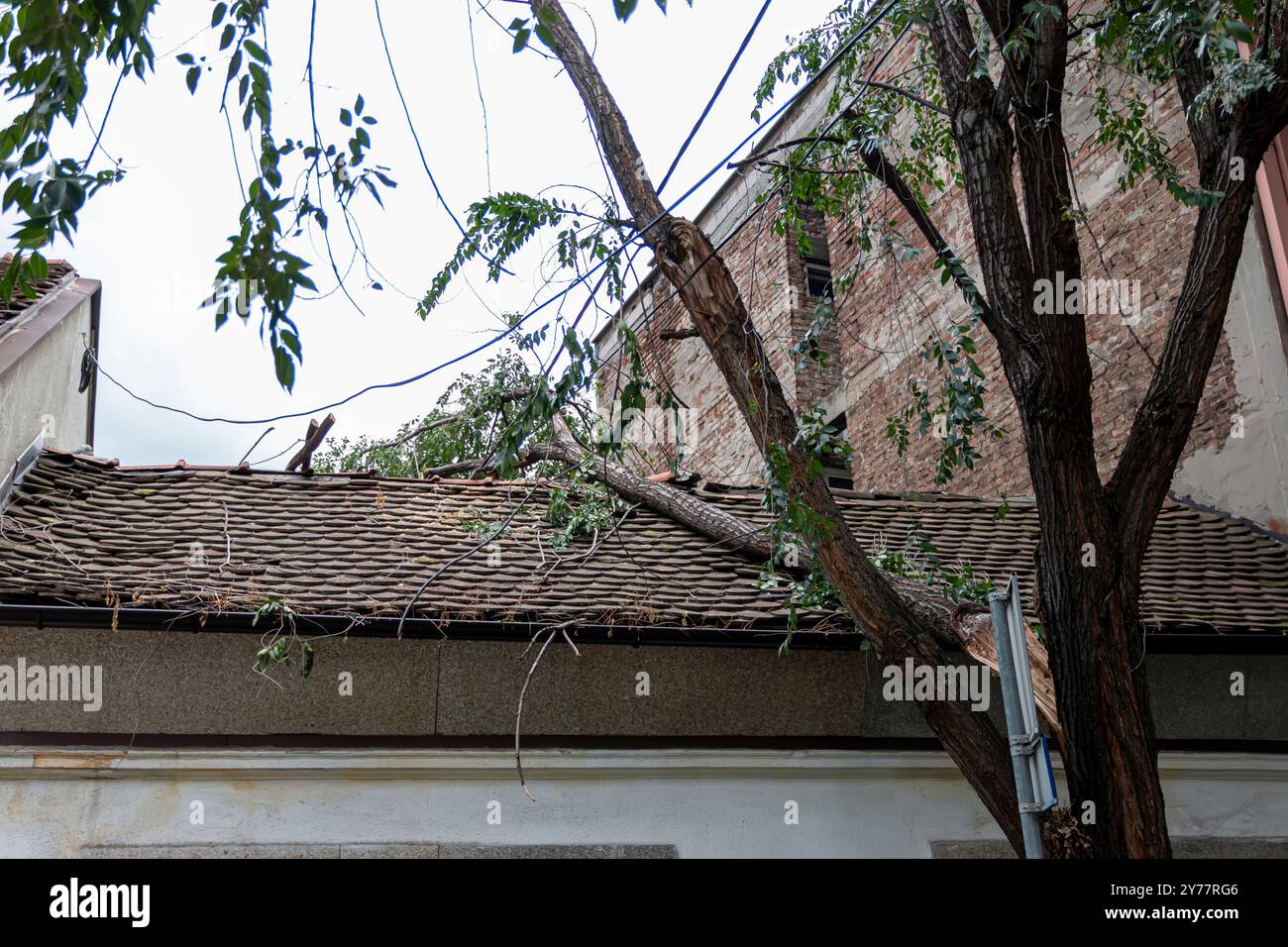 Tile roof damaged by a fallen tree. Roof damage from tree that fell ...