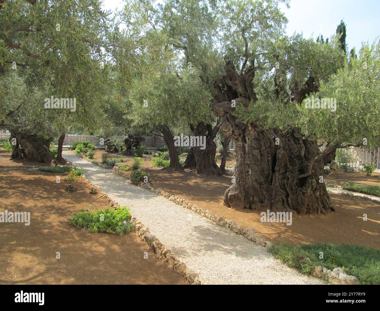 Photo of ancient Olive trees growing along a pathway through the Garden ...