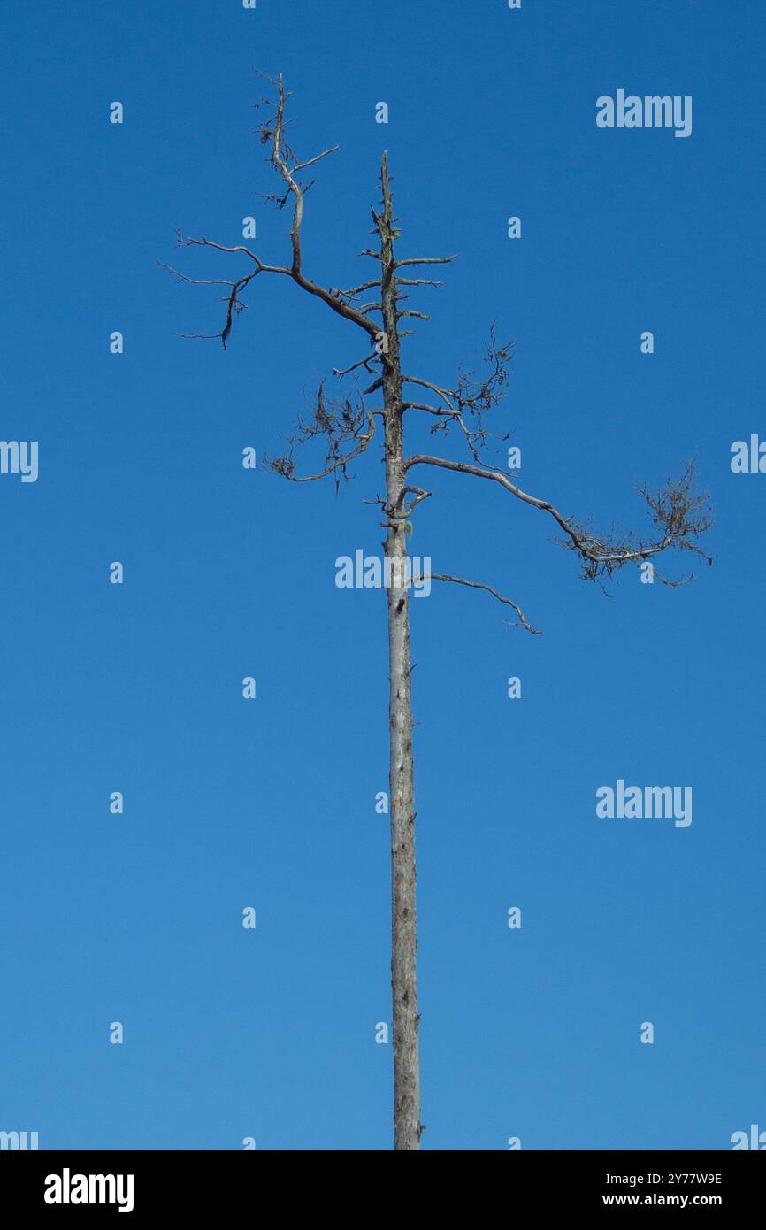 Tall barren tree against blue sky as climate symbol Stock Photo - Alamy