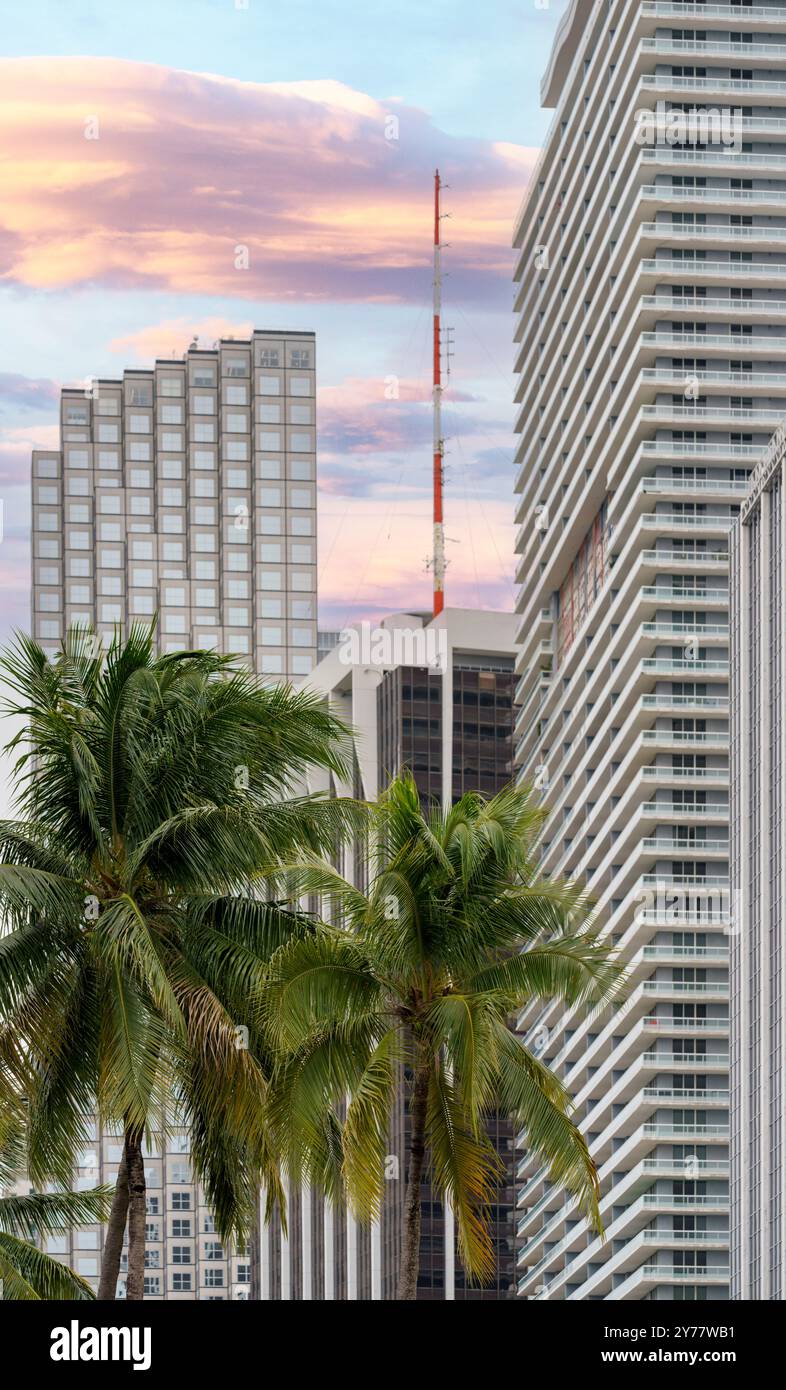 Miami buildings and palms at sunset Stock Photo - Alamy